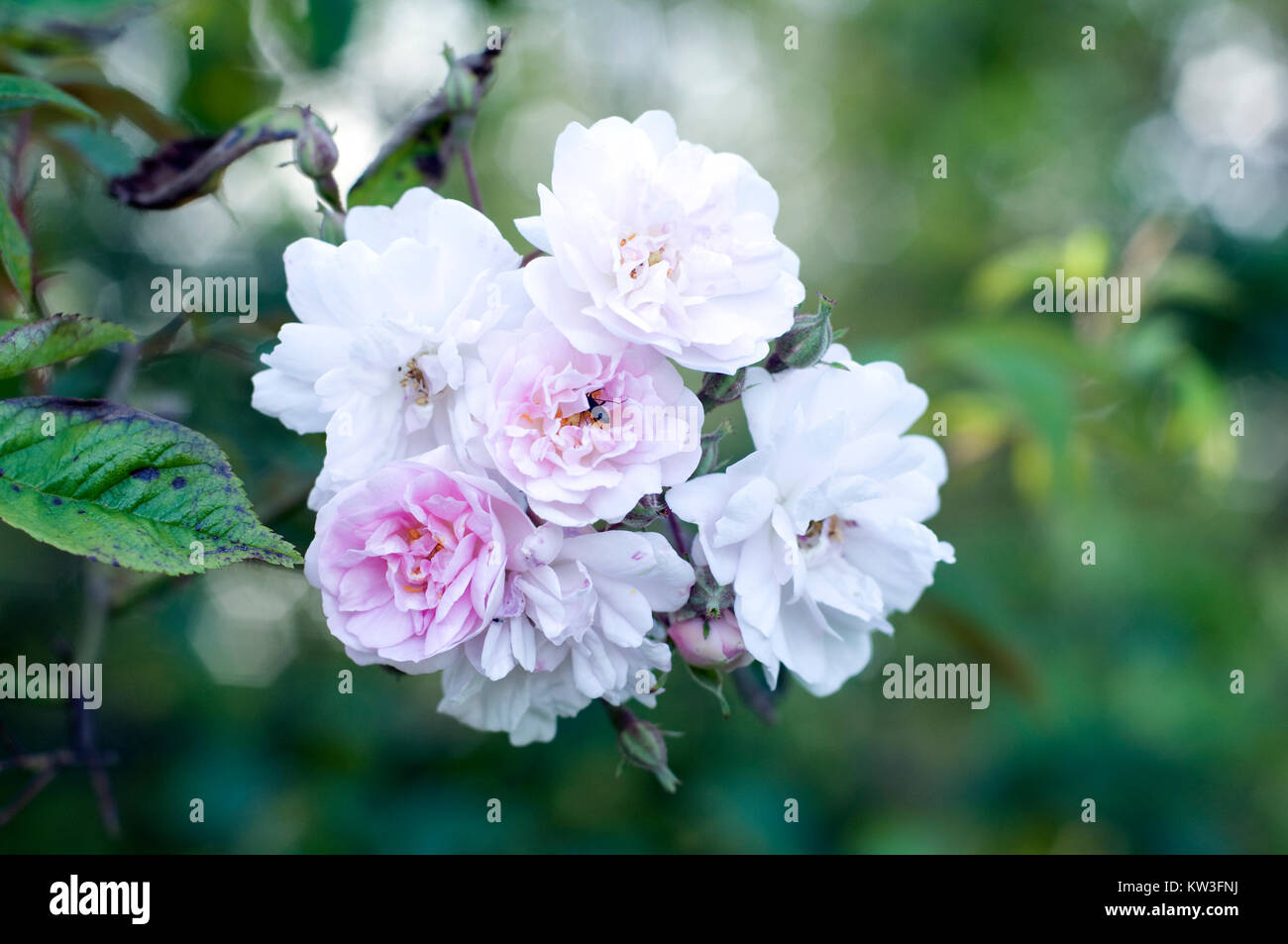 clusters of pink white climbing roses Stock Photo - Alamy