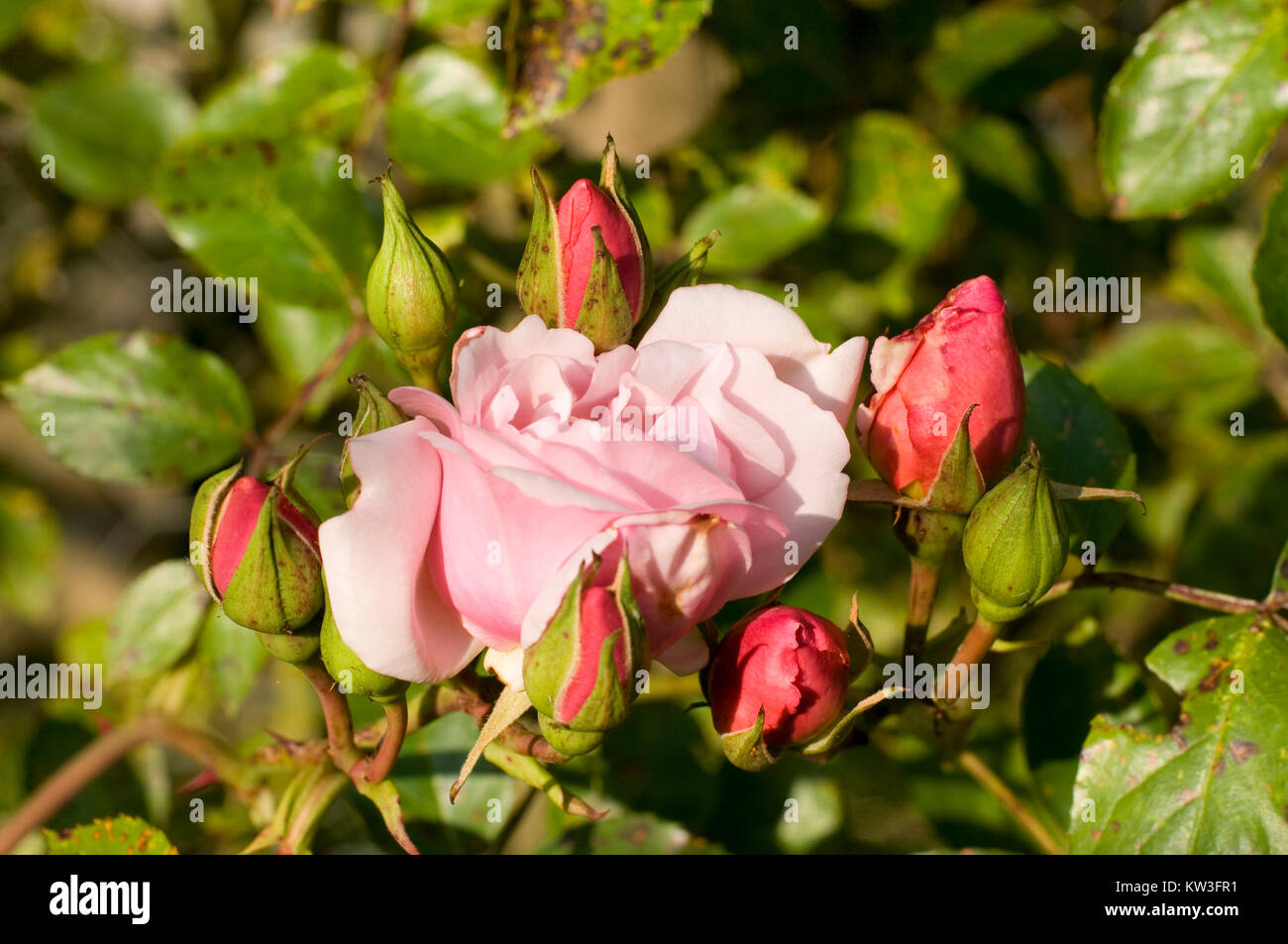 Pink rose cluster Stock Photo - Alamy