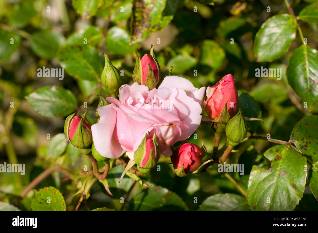 Pink rose cluster Stock Photo - Alamy