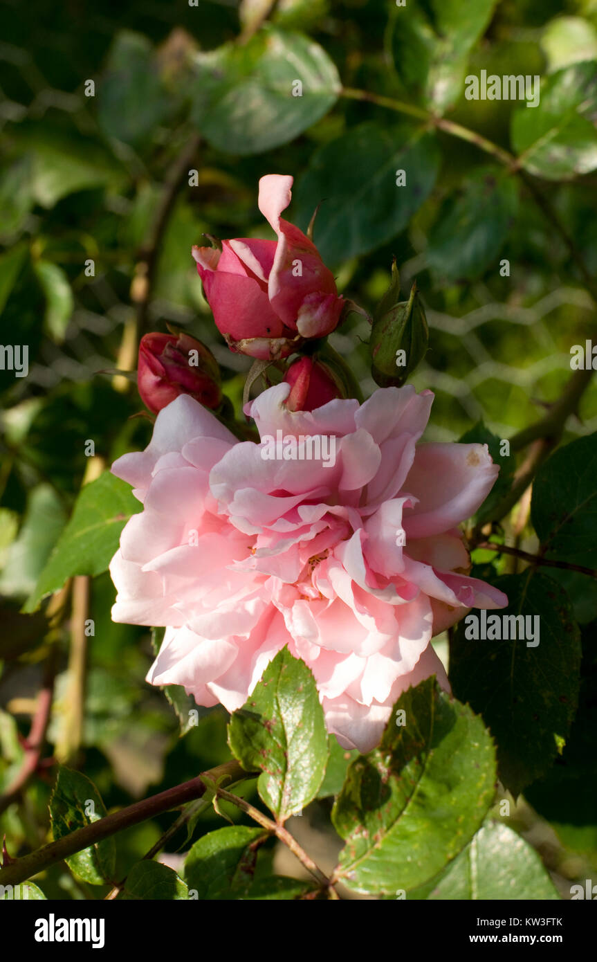Pink rose cluster Stock Photo - Alamy
