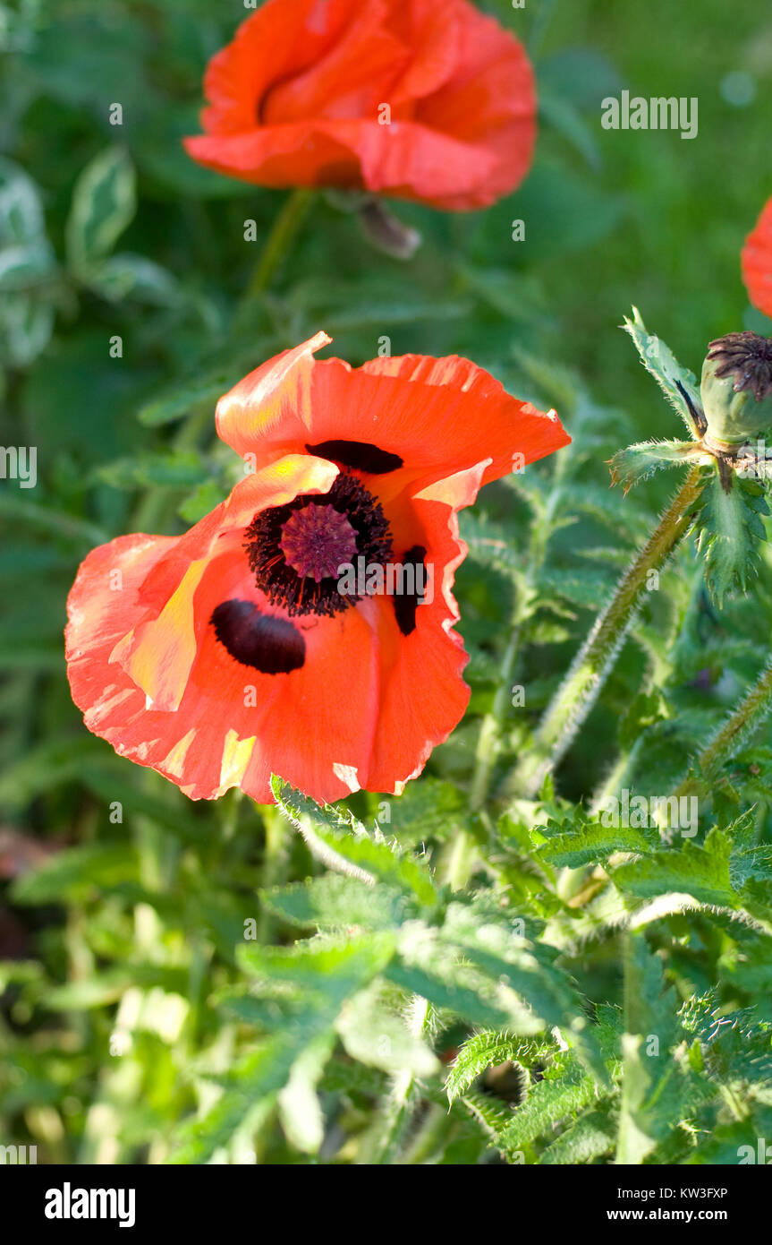 Poppy sun hi-res stock photography and images - Alamy