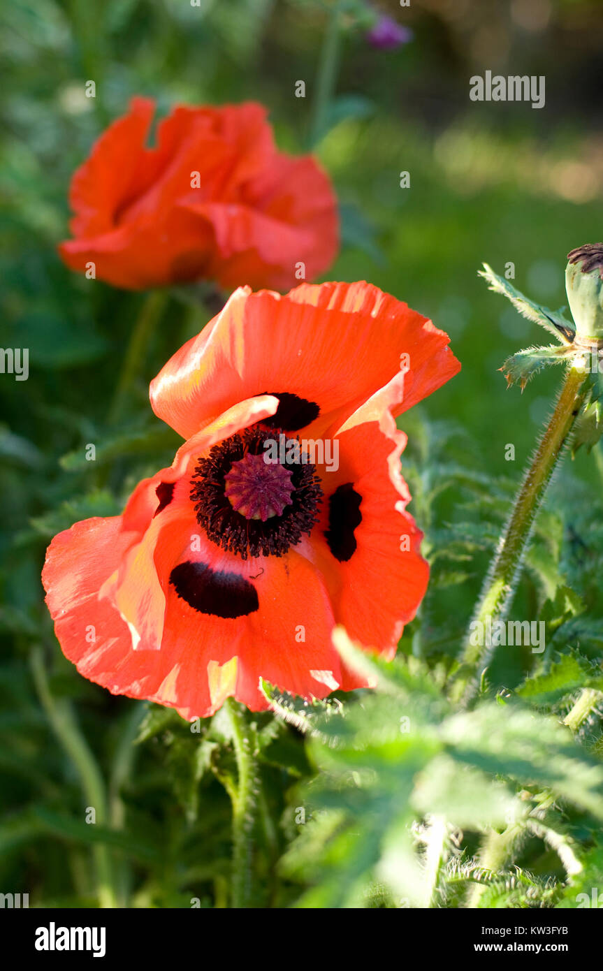 Poppy sun hi-res stock photography and images - Alamy