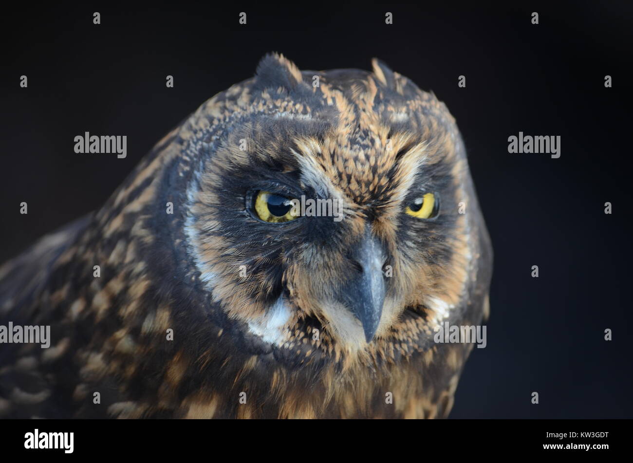 Round eyes peer hi-res stock photography and images - Alamy