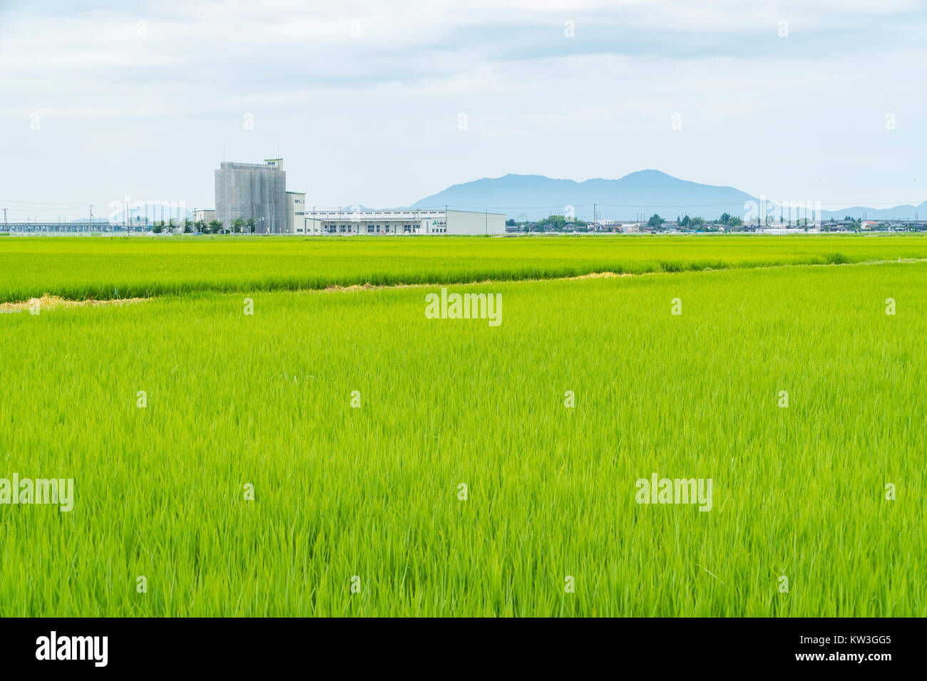 Rice Field, Minami-Ku, Niigata City, Niigata Prefecture, Japan Stock ...