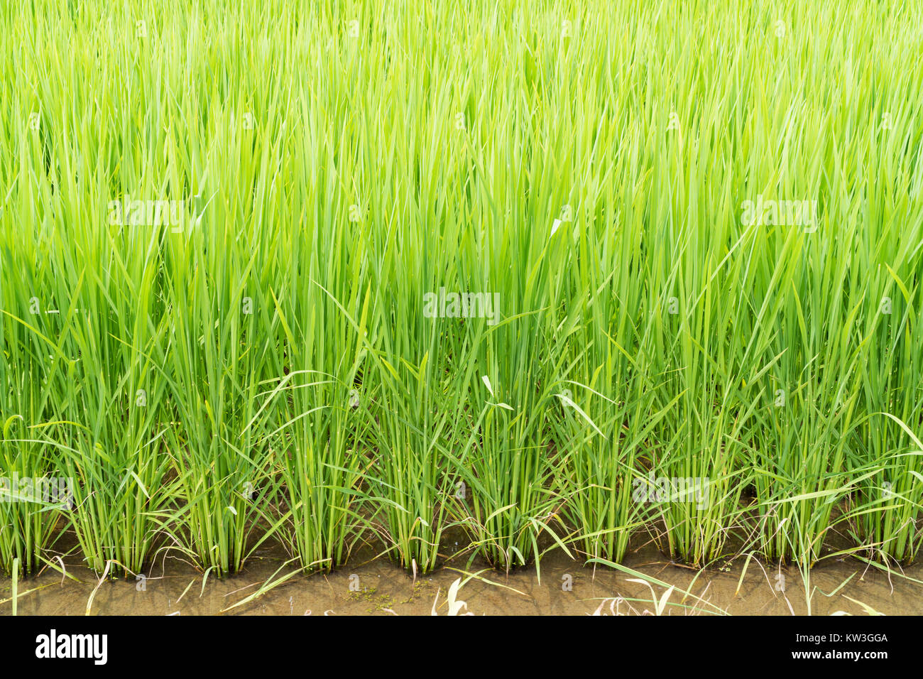 Minami ku hi-res stock photography and images - Alamy