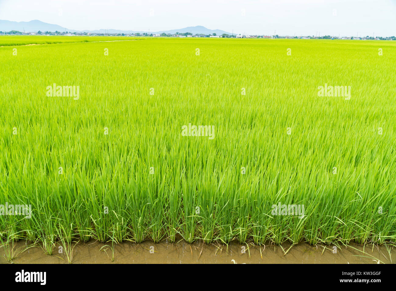 Minami ku hi-res stock photography and images - Alamy