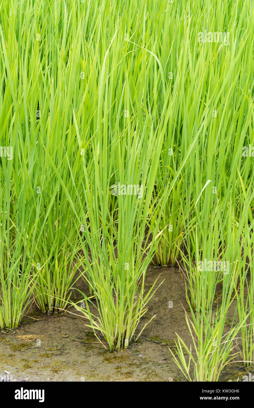 Rice Field, Minami-Ku, Niigata City, Niigata Prefecture, Japan Stock ...