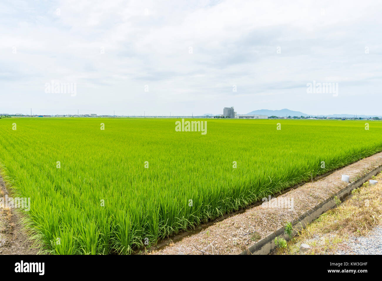 Rice Field, Minami-Ku, Niigata City, Niigata Prefecture, Japan Stock ...