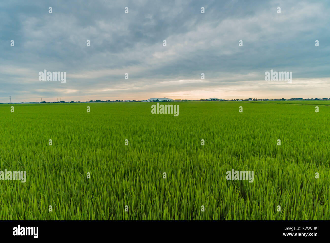 Rice Field, Tagami Town, Minamikanbara District, Niigata Prefecture ...