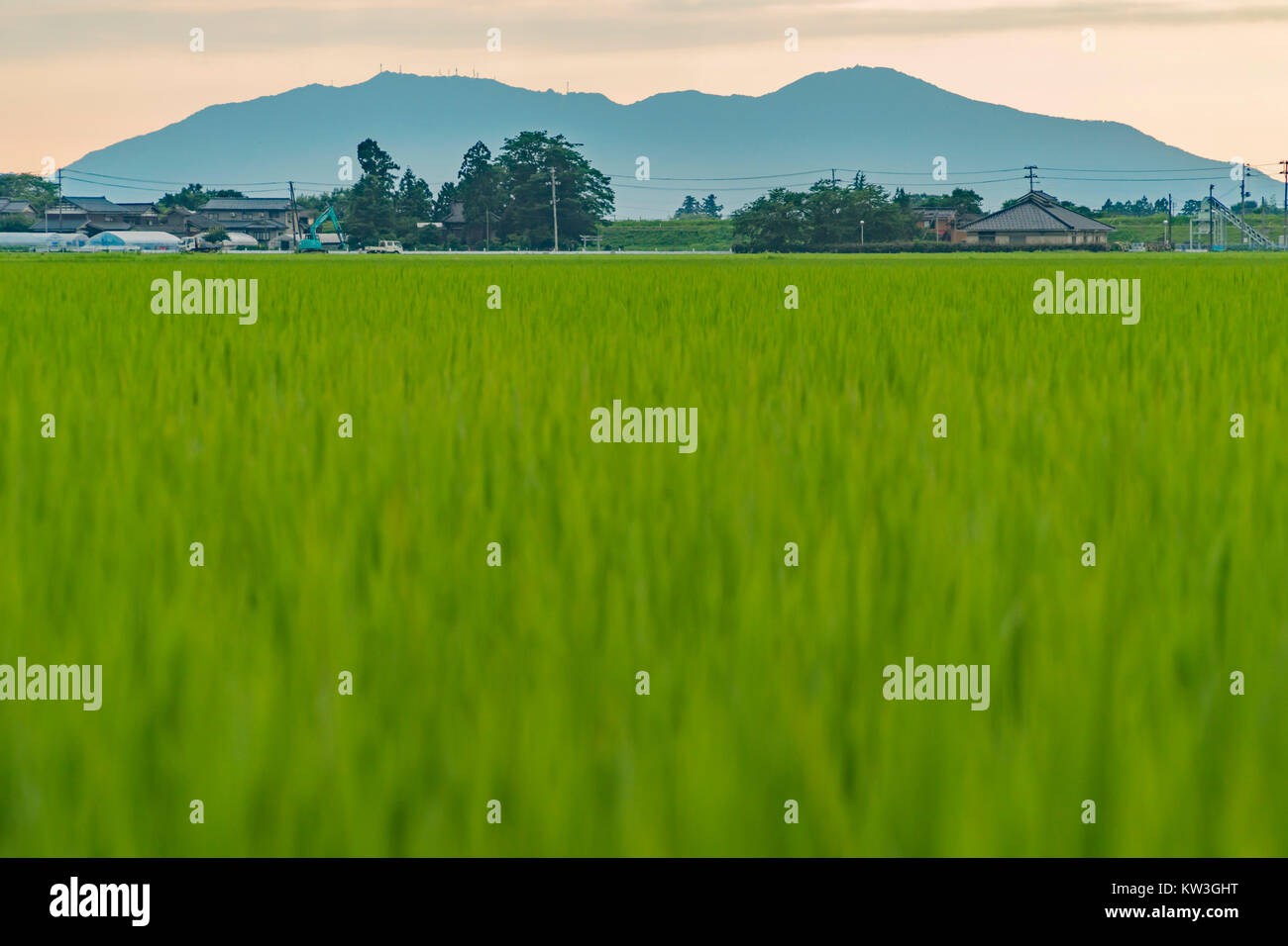 Rice Field, Tagami Town, Minamikanbara District, Niigata Prefecture ...