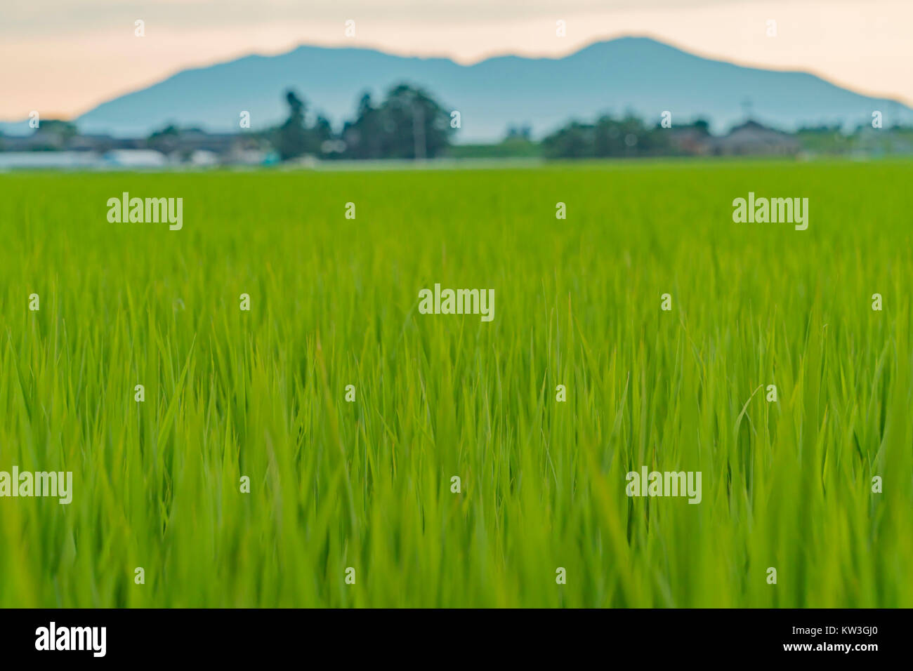 Rice Field, Tagami Town, Minamikanbara District, Niigata Prefecture ...