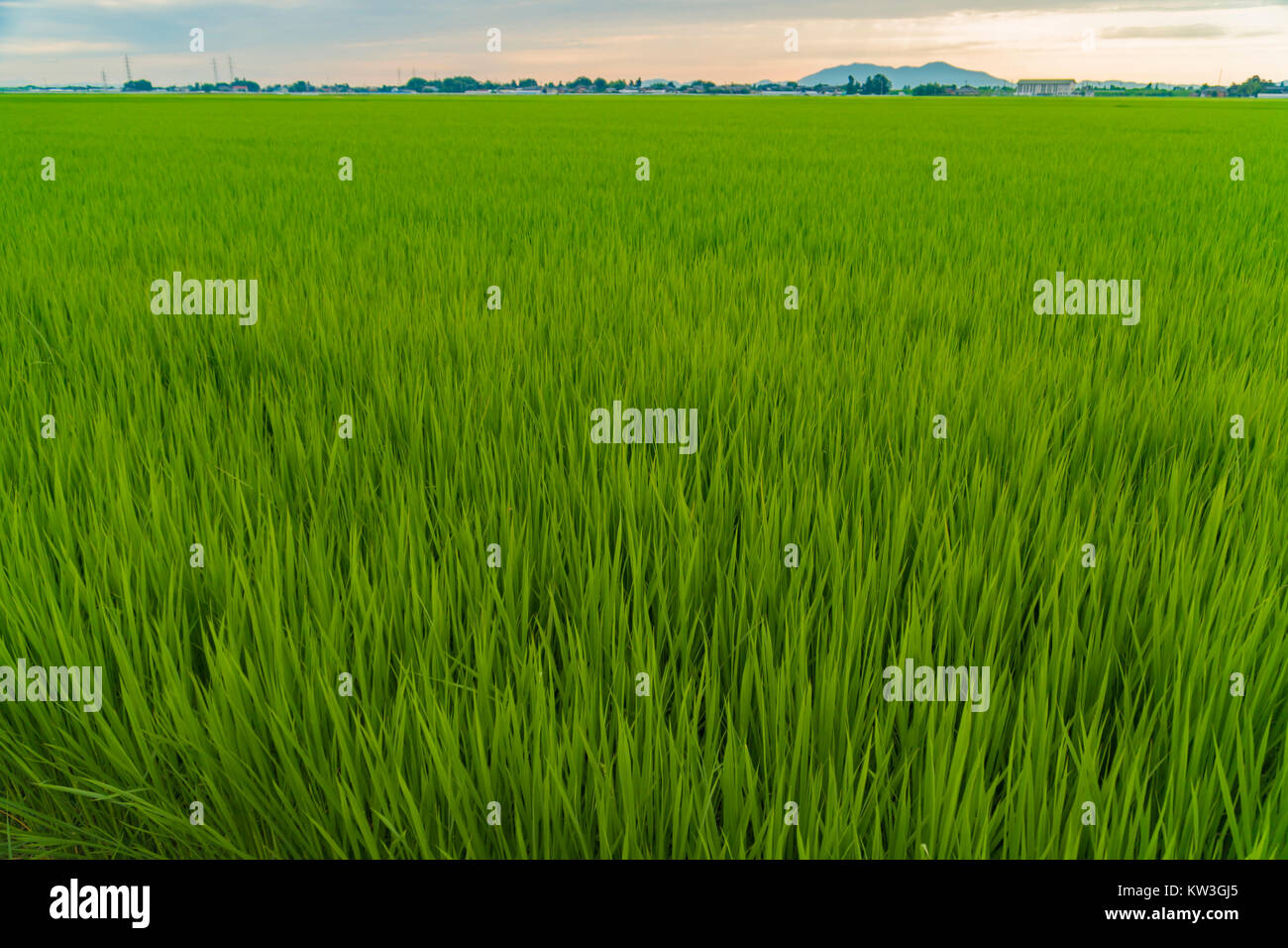 Rice Field, Tagami Town, Minamikanbara District, Niigata Prefecture ...