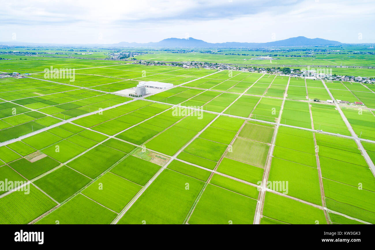 Rice Field, Minami-Ku, Niigata City, Niigata Prefecture, Japan Stock ...