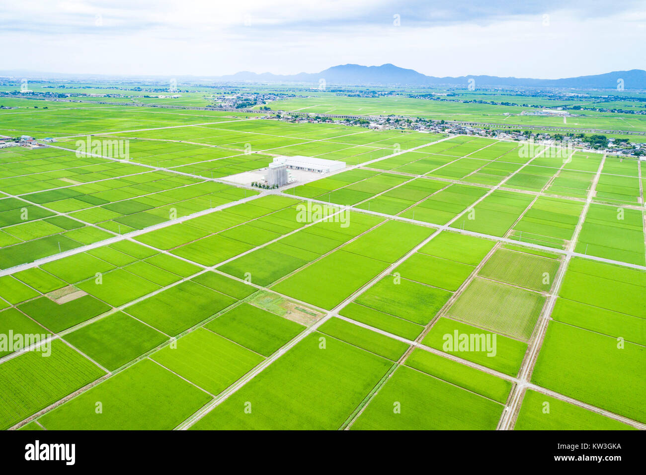 Rice Field, Minami-Ku, Niigata City, Niigata Prefecture, Japan Stock ...