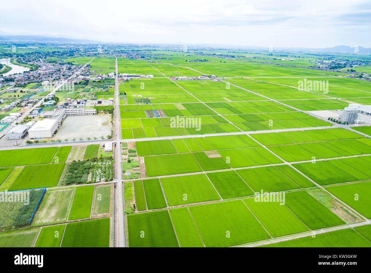 Rice Field, Minami-Ku, Niigata City, Niigata Prefecture, Japan Stock ...