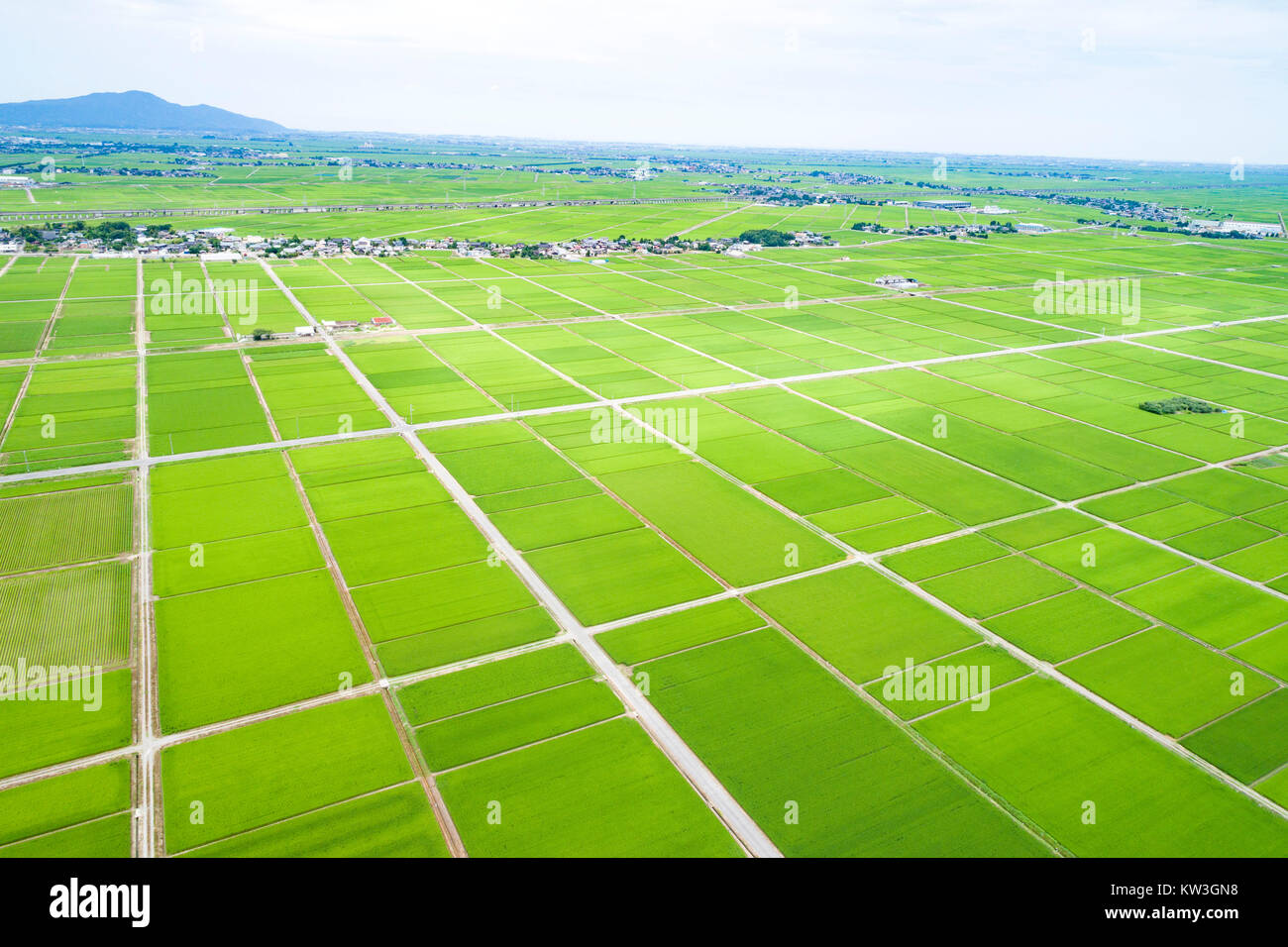 Rice Field, Minami-Ku, Niigata City, Niigata Prefecture, Japan Stock ...