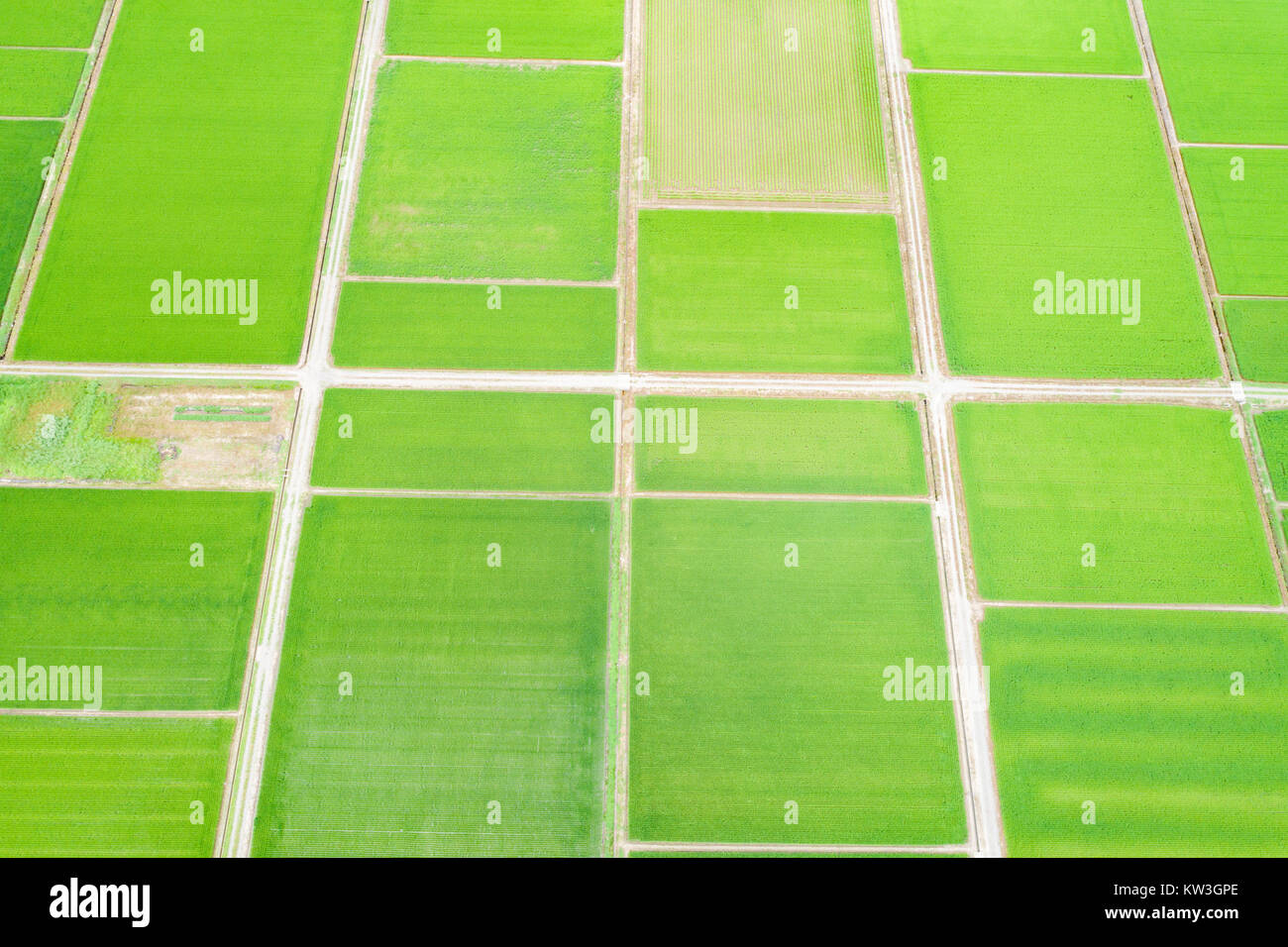 Rice Field, Minami-Ku, Niigata City, Niigata Prefecture, Japan Stock ...