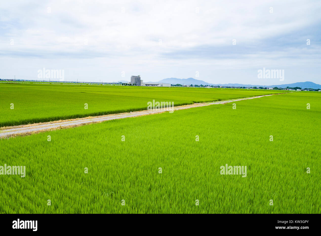 Rice Field, Minami-Ku, Niigata City, Niigata Prefecture, Japan Stock ...