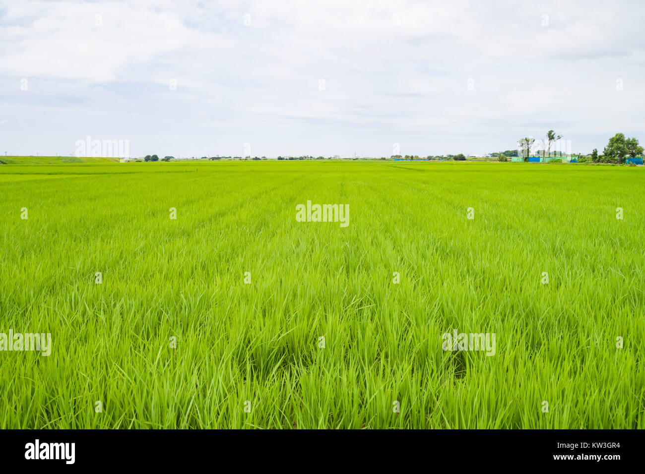 Rice Field, Minami-Ku, Niigata City, Niigata Prefecture, Japan Stock ...
