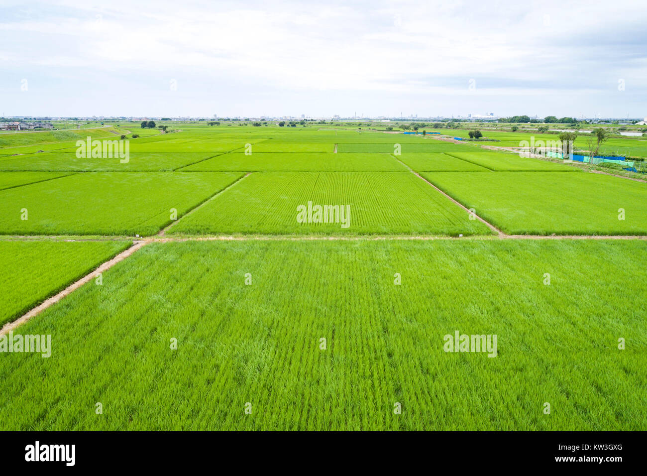Rice Field, Minami-Ku, Niigata City, Niigata Prefecture, Japan Stock ...