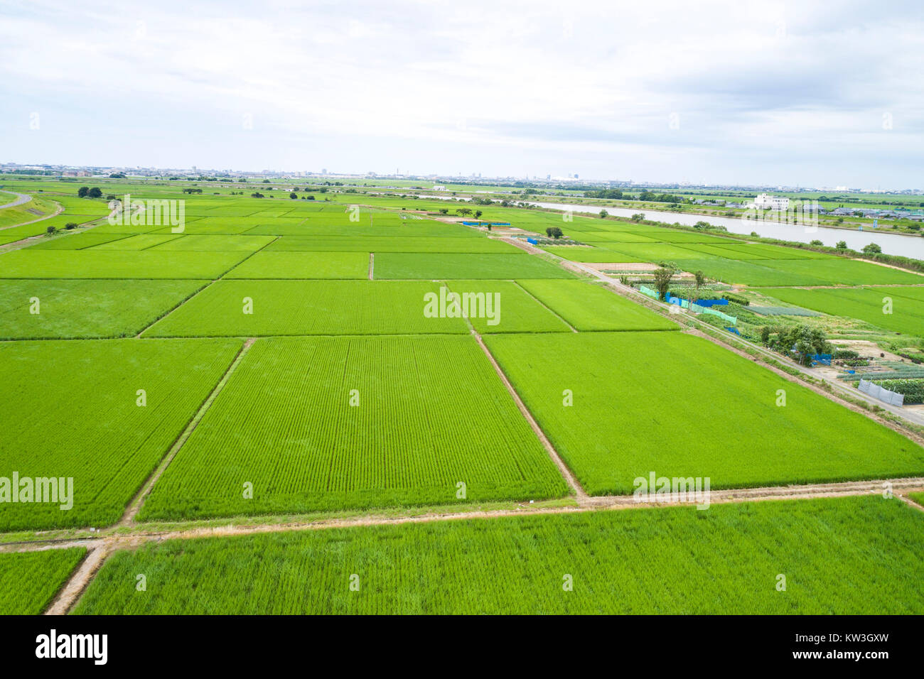 Rice Field, Minami-Ku, Niigata City, Niigata Prefecture, Japan Stock ...