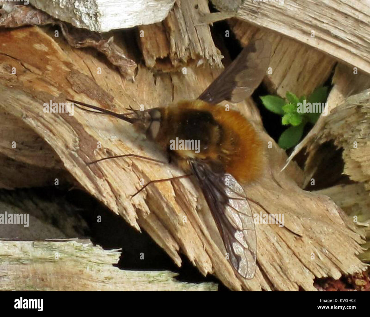 Parasitic bee mimic fly hi-res stock photography and images - Alamy