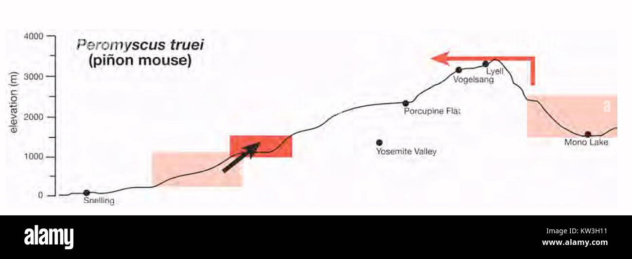 Pinyon mouse peromyscus truei hi-res stock photography and images - Alamy