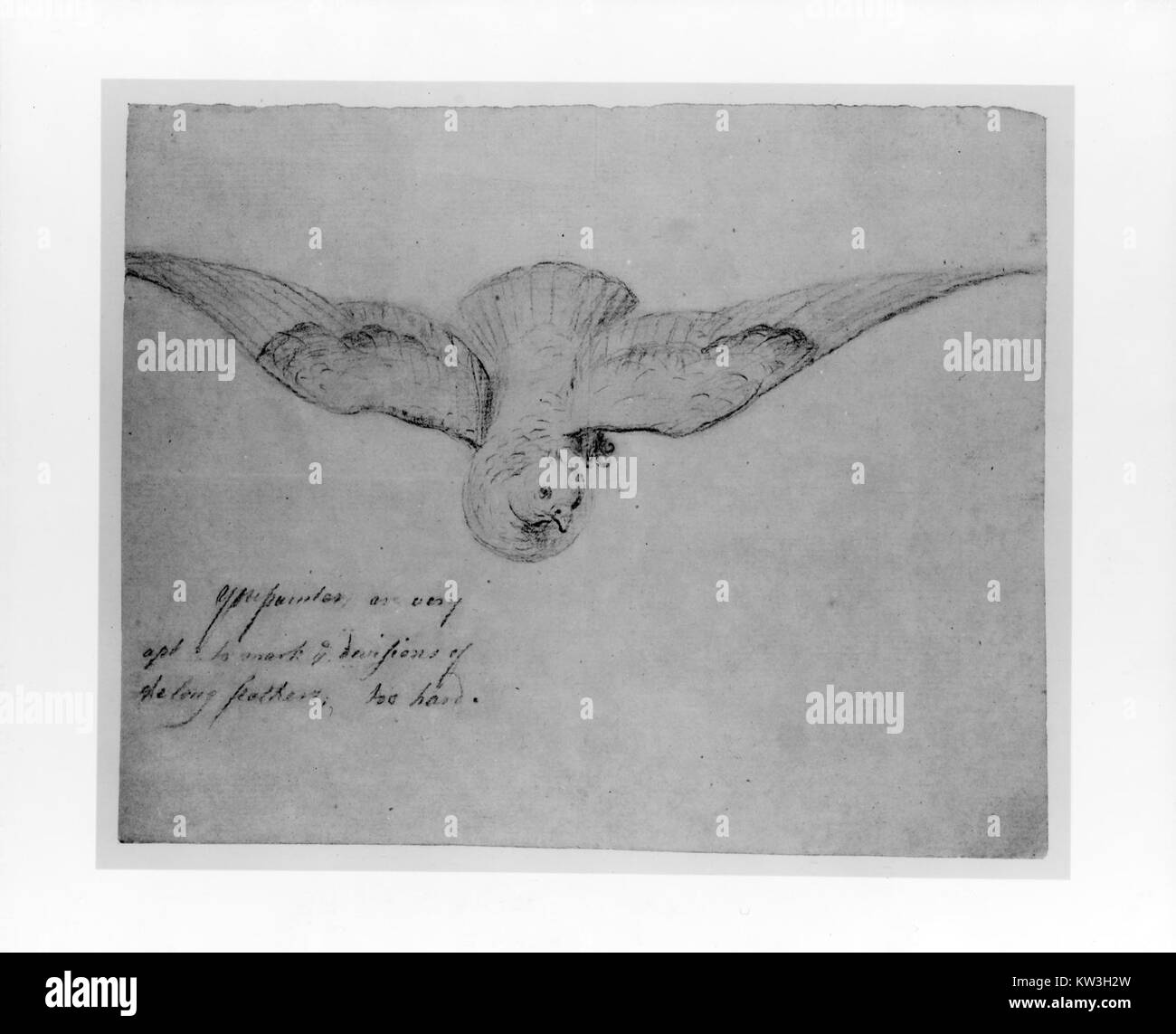 Meticulous observation of natural hi-res stock photography and images ...