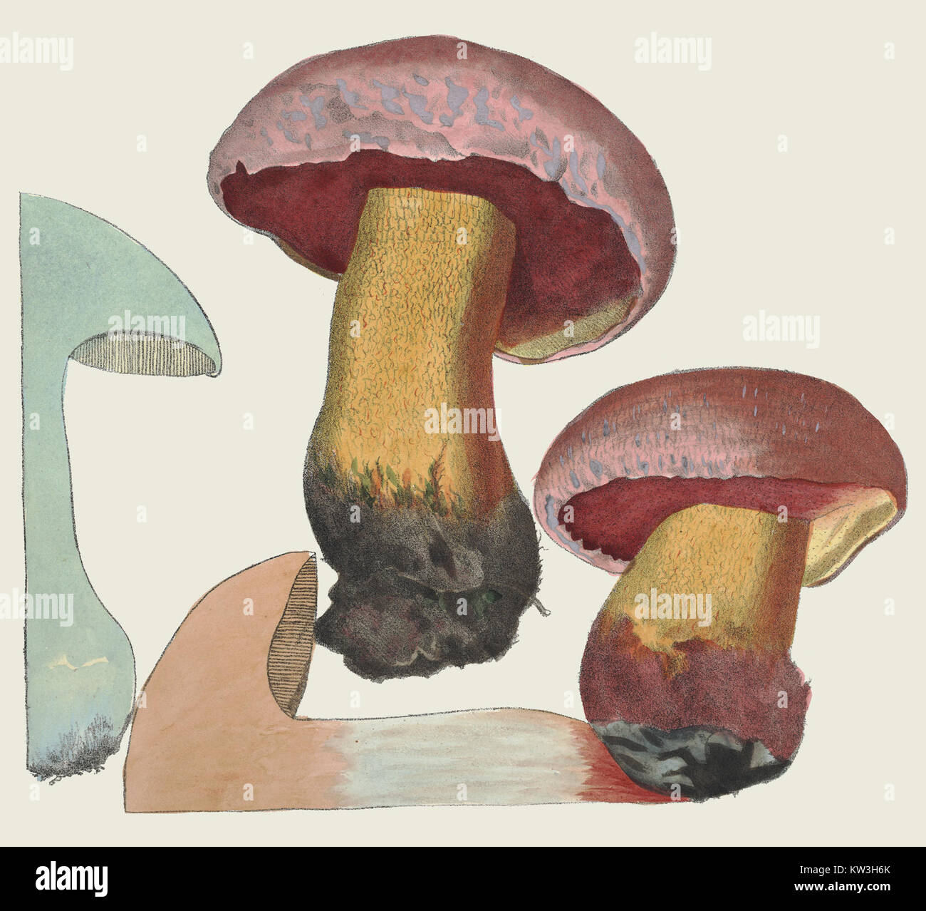 Boletus sanguineus hi-res stock photography and images - Alamy