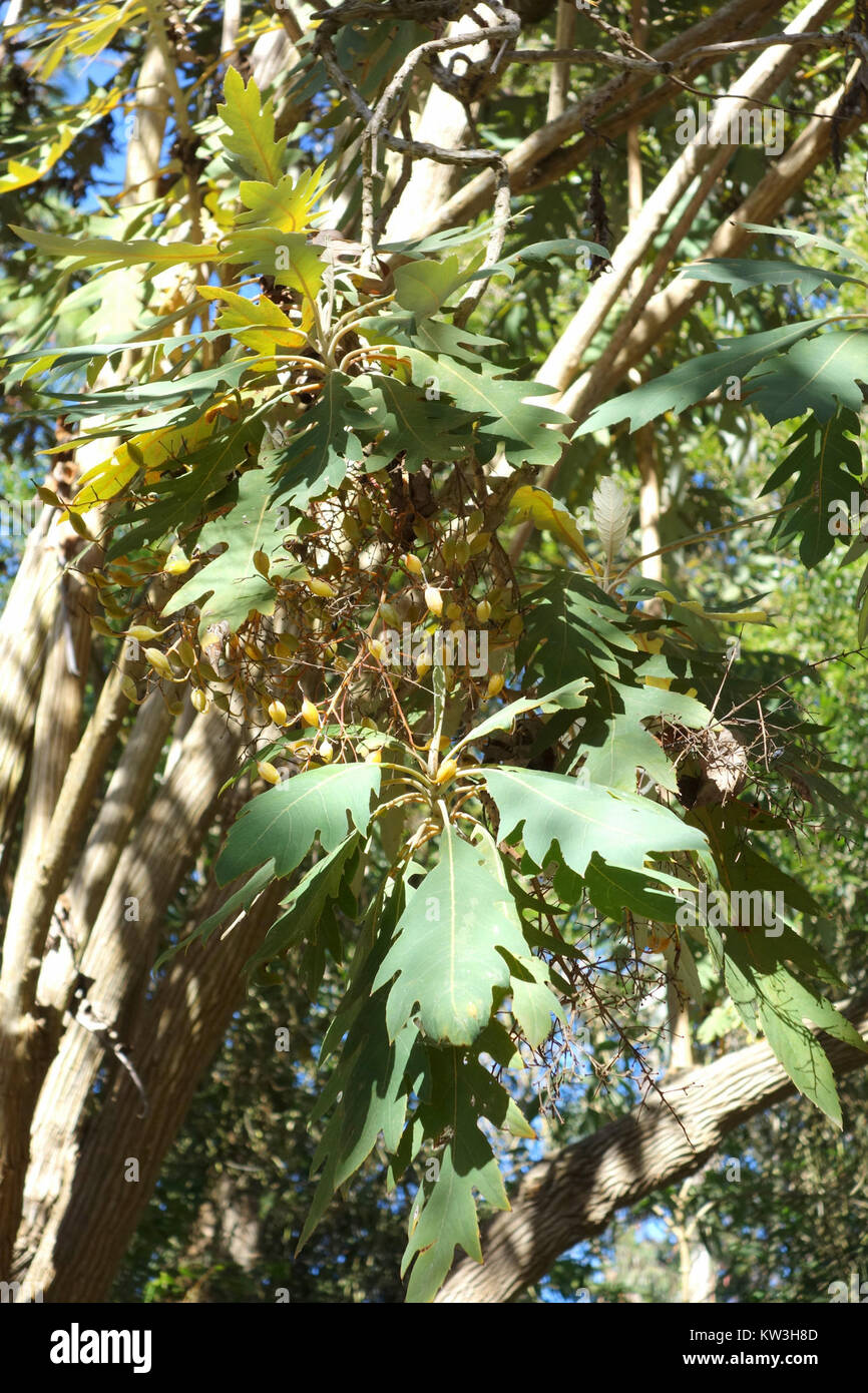 Bocconia hi-res stock photography and images - Alamy