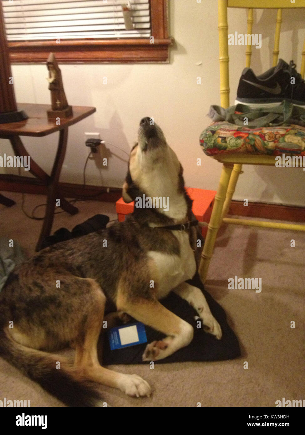 Blue healer hi-res stock photography and images - Alamy