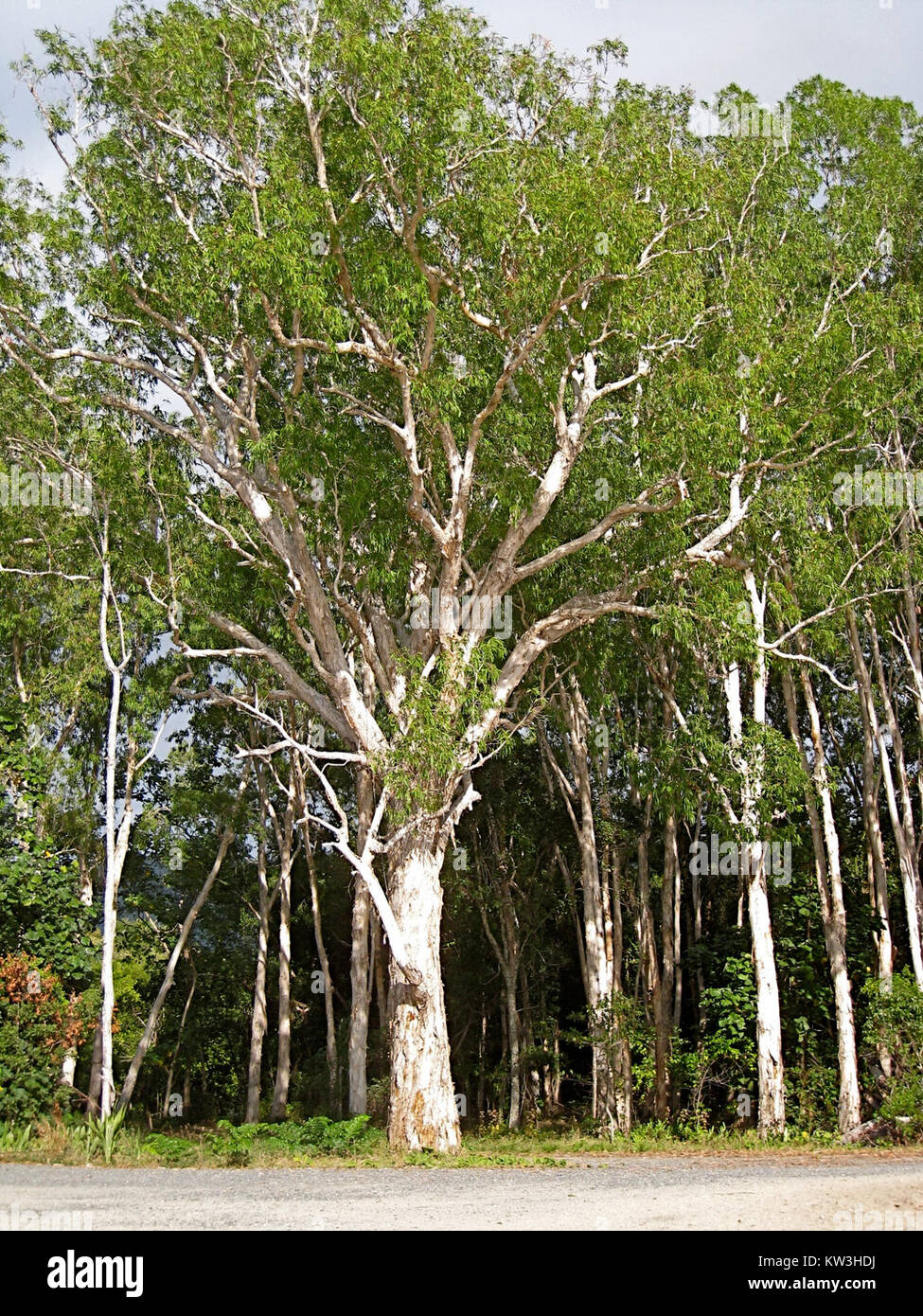 A photograph showing large trees along a beach, emphasizing the ...