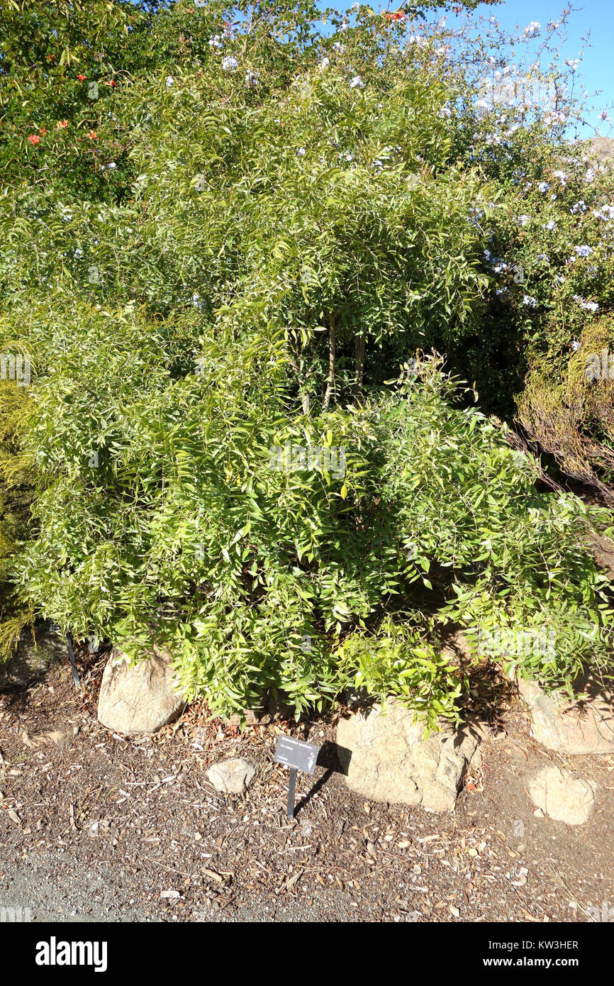 A photograph of Bolusanthus speciosus, a flowering tree species ...