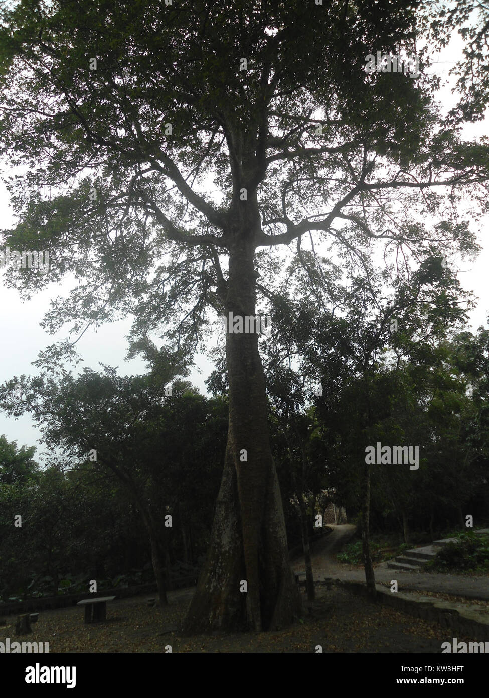 Toxicaria hi-res stock photography and images - Alamy