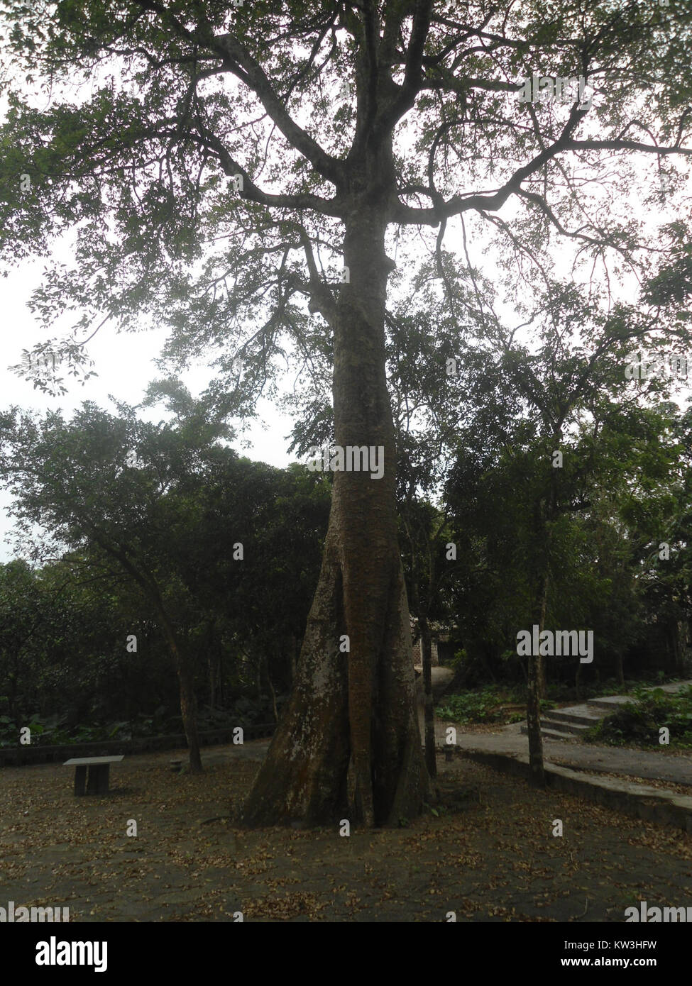 Binteng Village in Indonesia is known for the presence of Antiaris ...