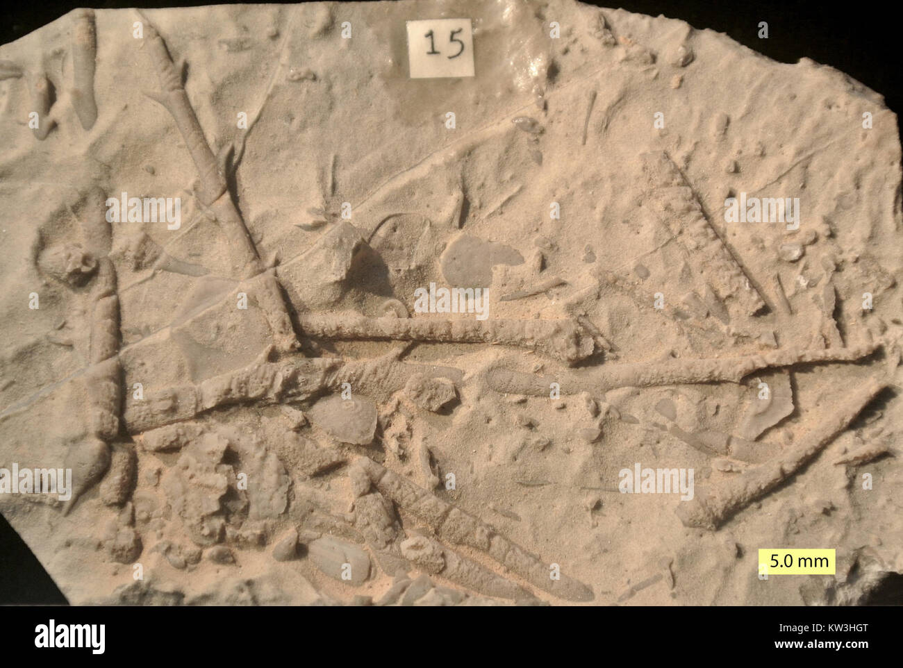 Bird Spring Echinoid, a fossil from the Carboniferous period, provides ...