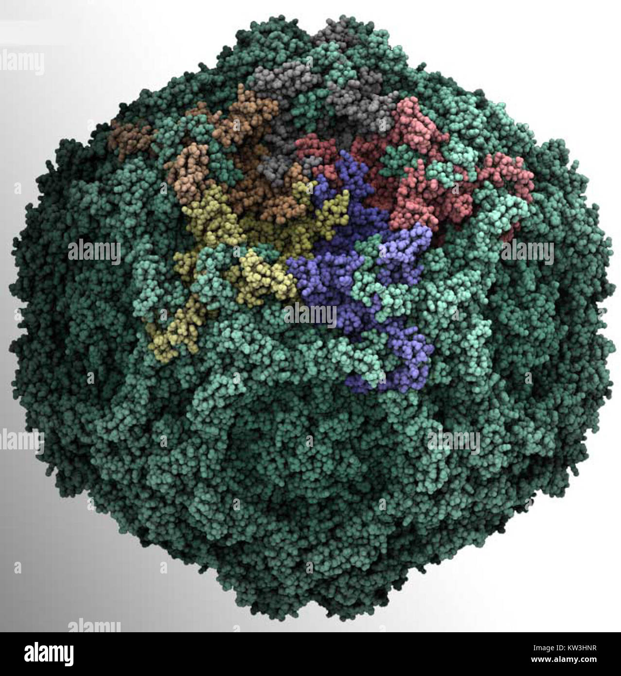 Parvovirus is a family of viruses that cause infections in both humans ...