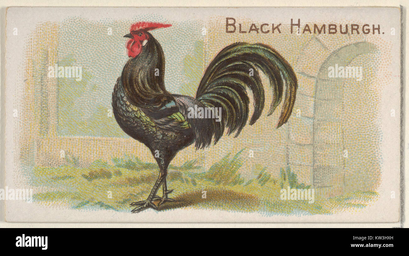 The Black Hamburgh is a breed of chicken featured in the 'Prize and ...