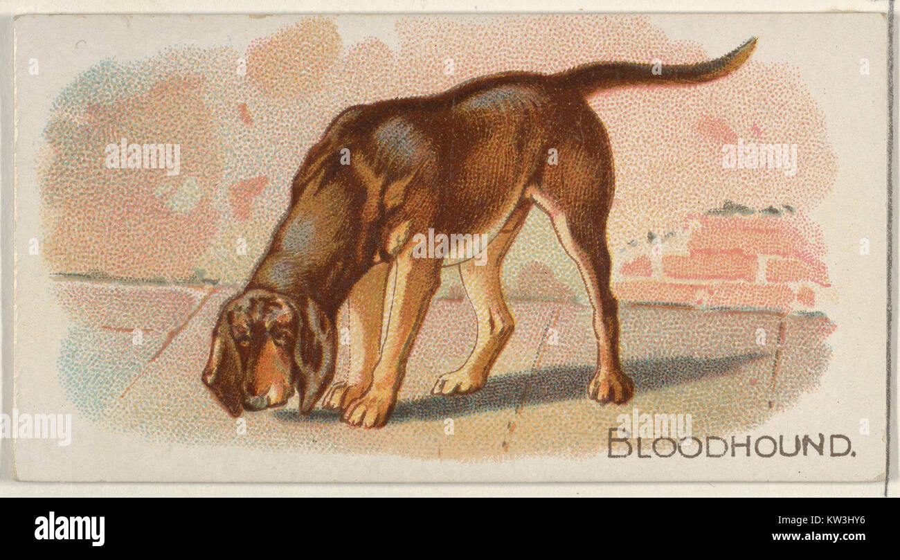 This image of a bloodhound is from the Quadrupeds series, produced for ...