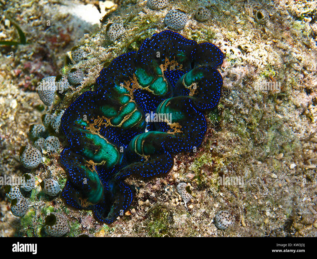 The Boring Giant Clam is a species of clam known for its ability to ...