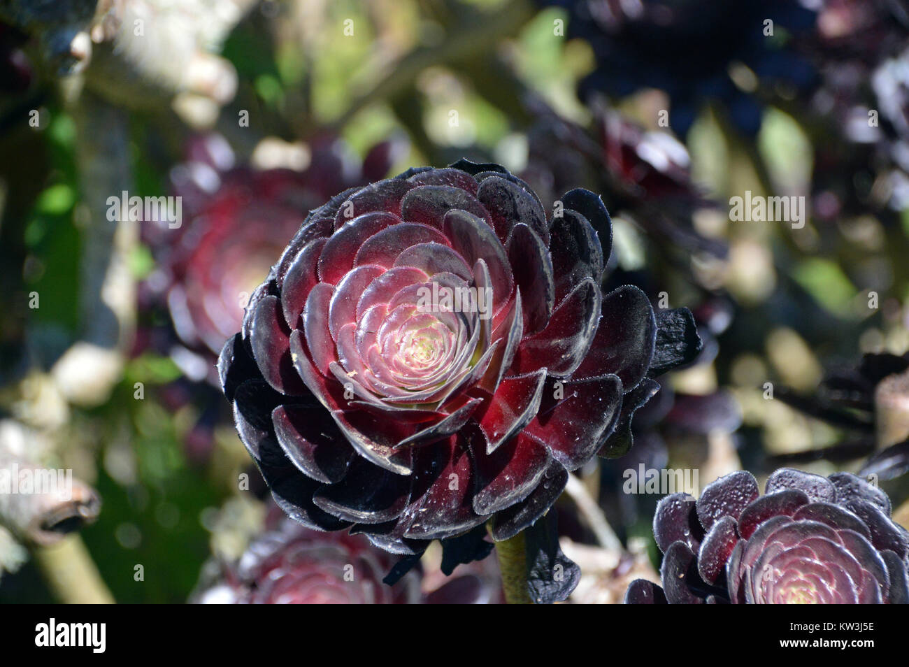 Purple Aeonium arboreum (Atropurpureum) grown in the Abbey Gardens ...