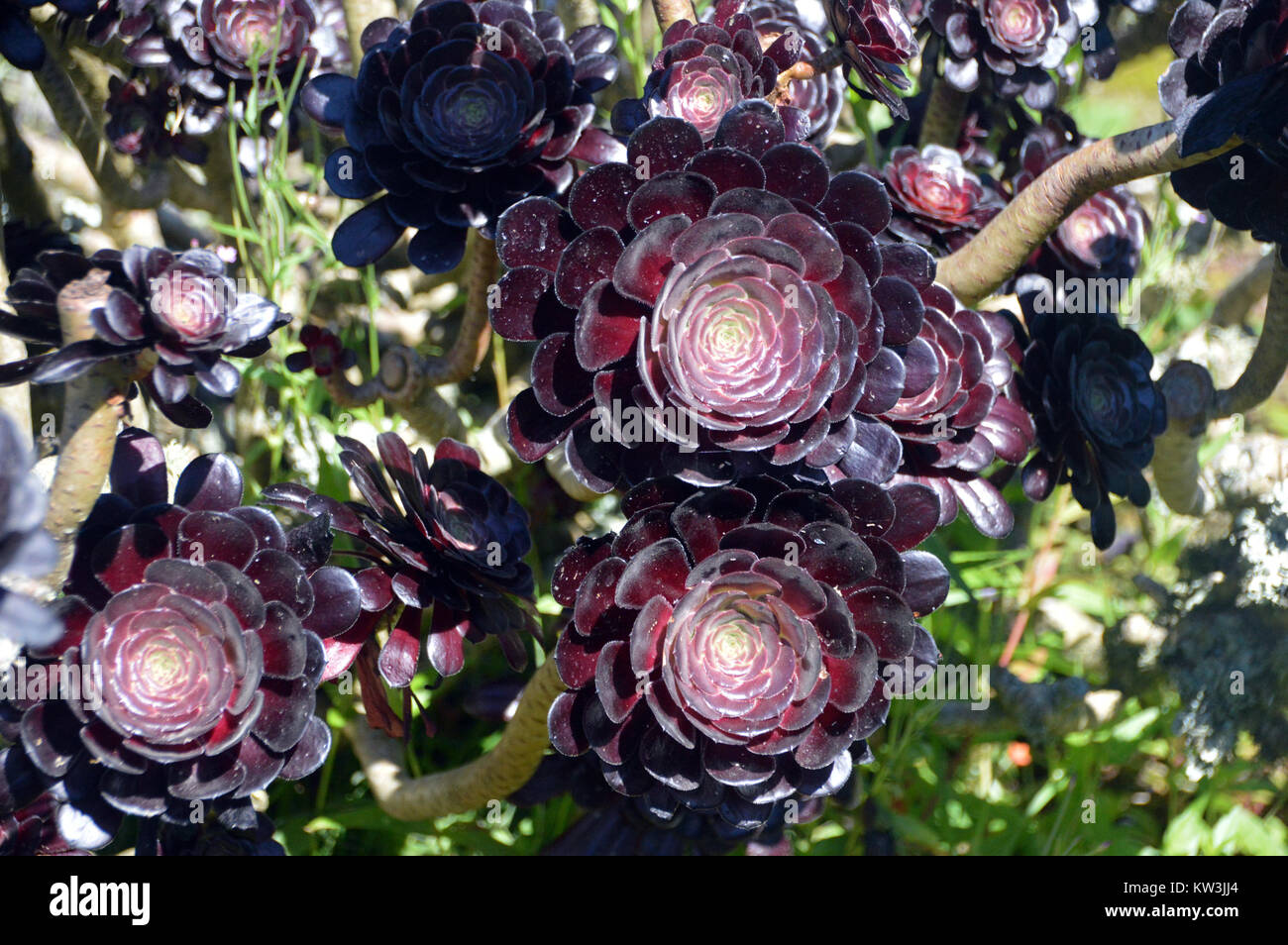 Purple Aeonium arboreum (Atropurpureum) grown in the Abbey Gardens ...