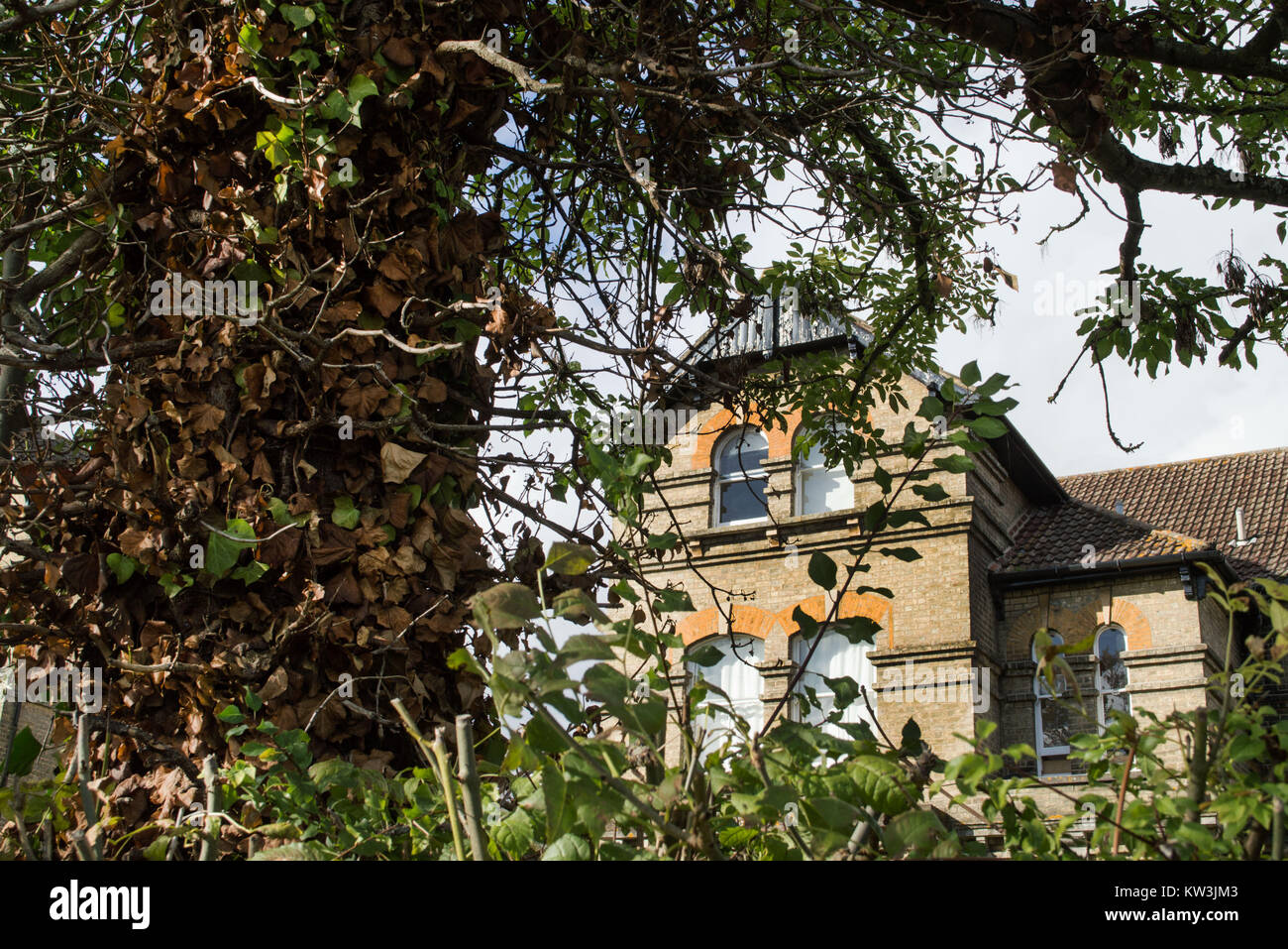 A large creepy house/mansion peeping through and hidden by tall trees ...