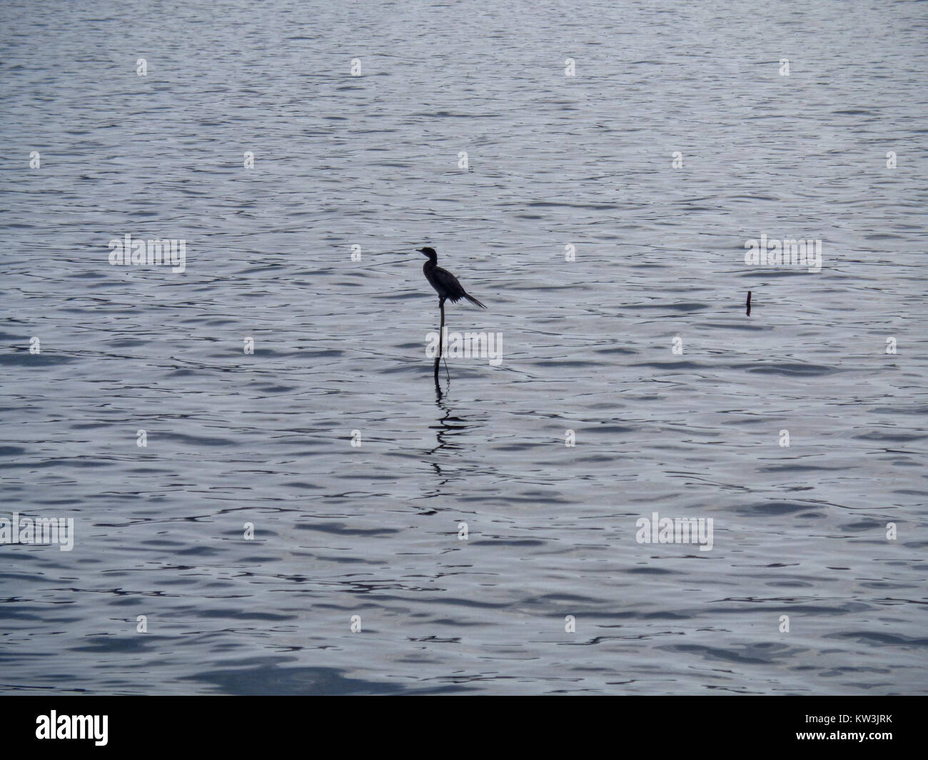 Photograph captures bird species hi-res stock photography and images ...
