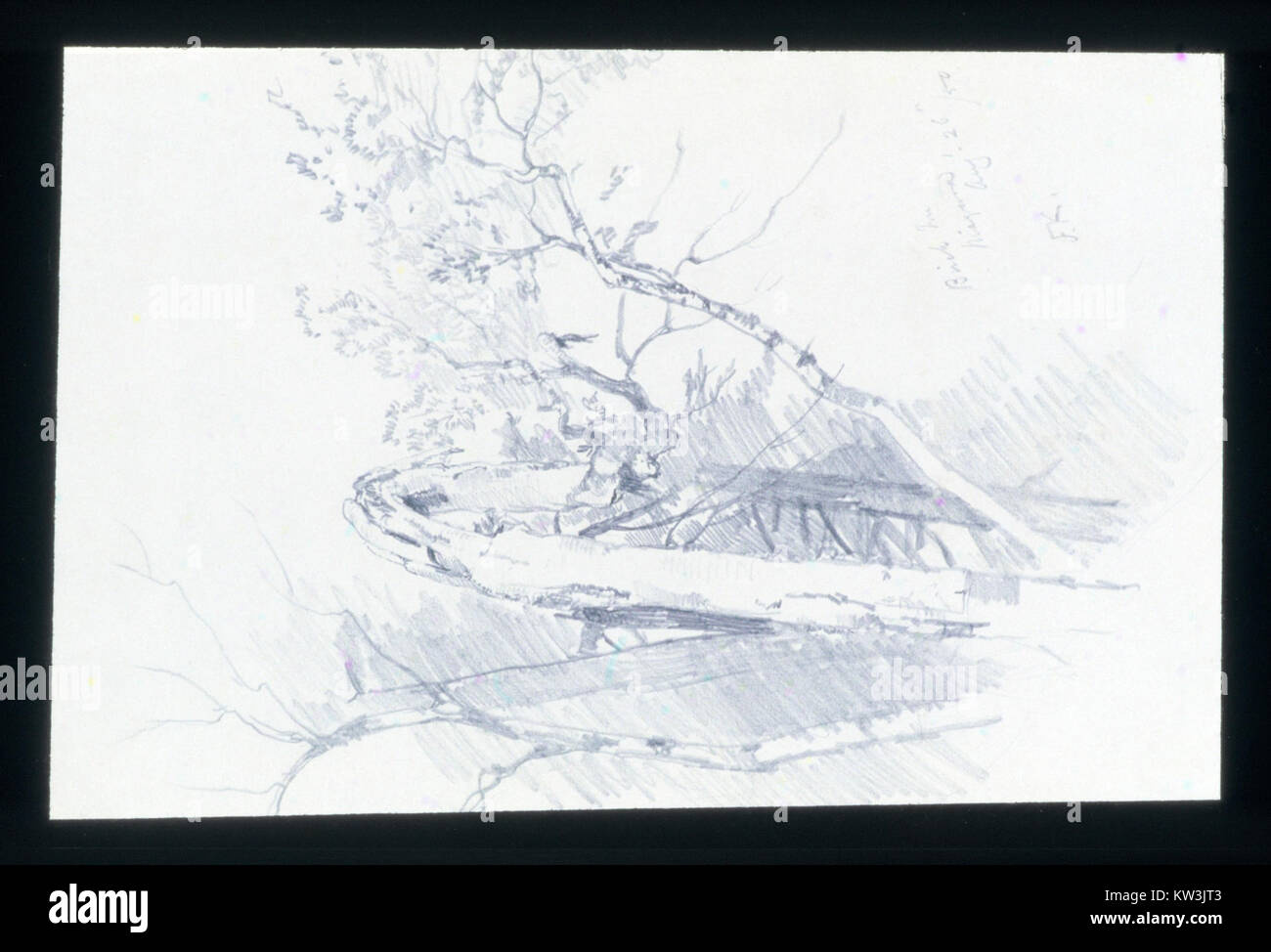 This image shows a birch tree, captured near Niagara. The birch is ...