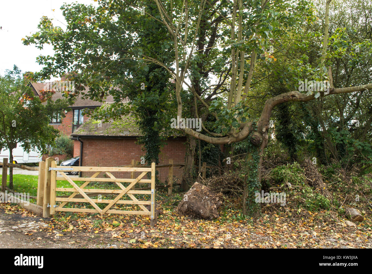 A red brick house hidden by some odd looking trees. There is a short ...