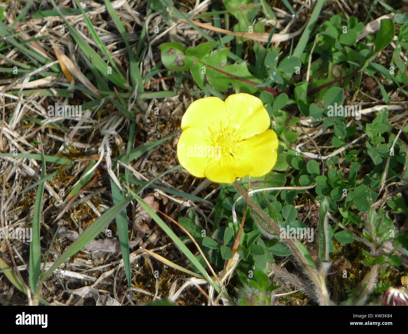 Blume stock photography hi-res stock photography and images - Alamy