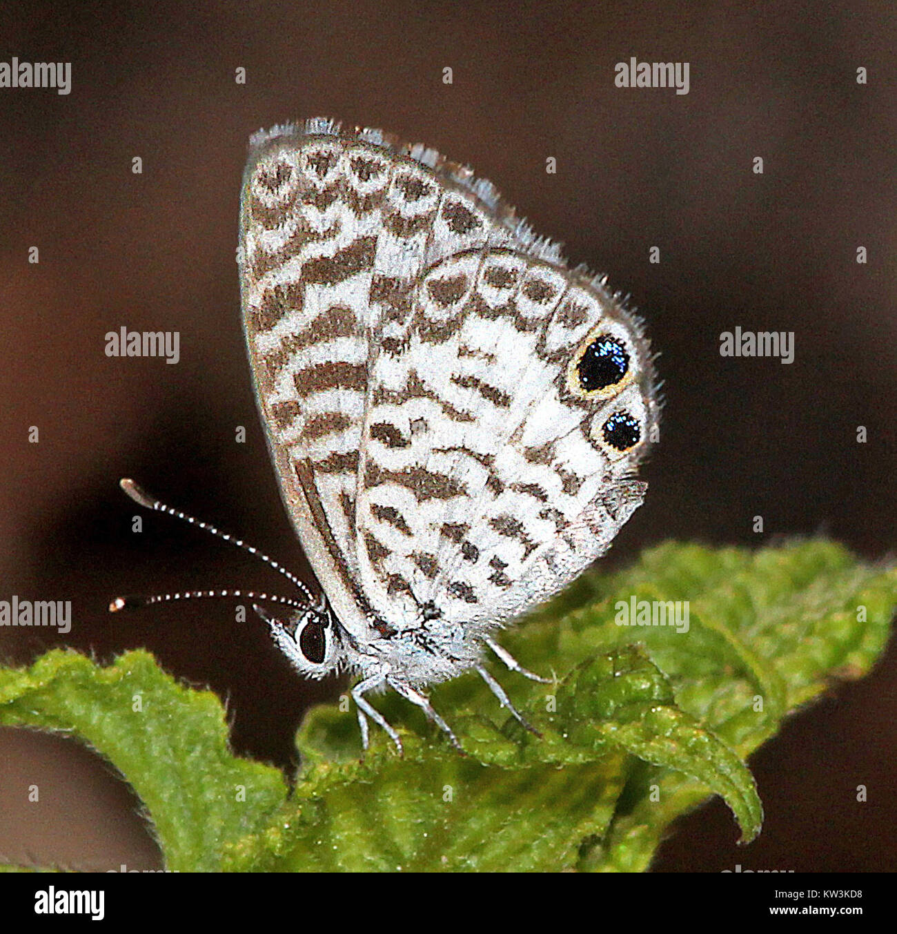 This photograph shows a Cassius Blue butterfly (Leptotes cassius ...