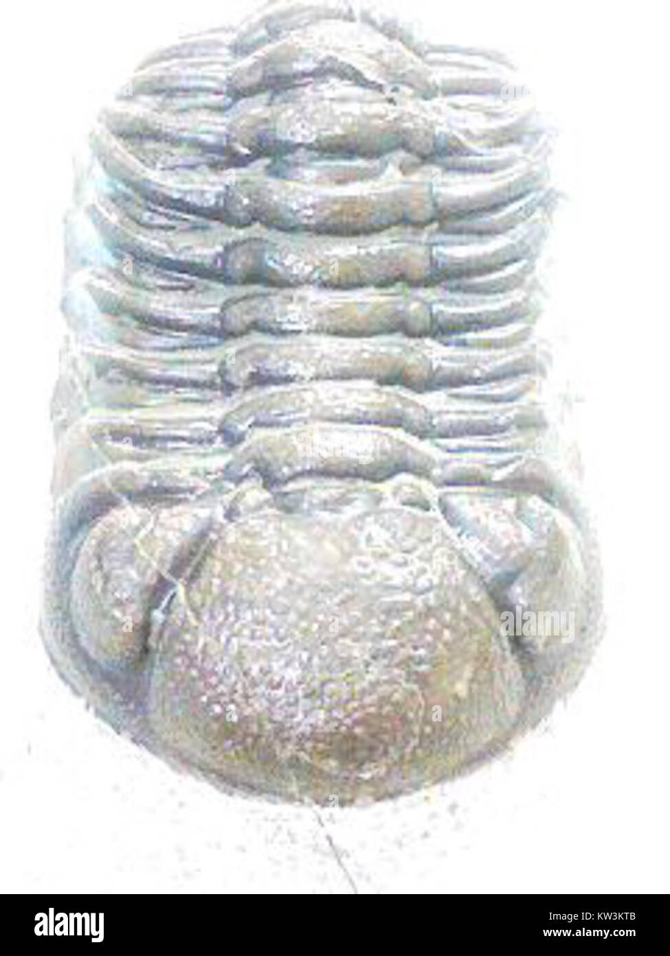 Phacops hi-res stock photography and images - Alamy