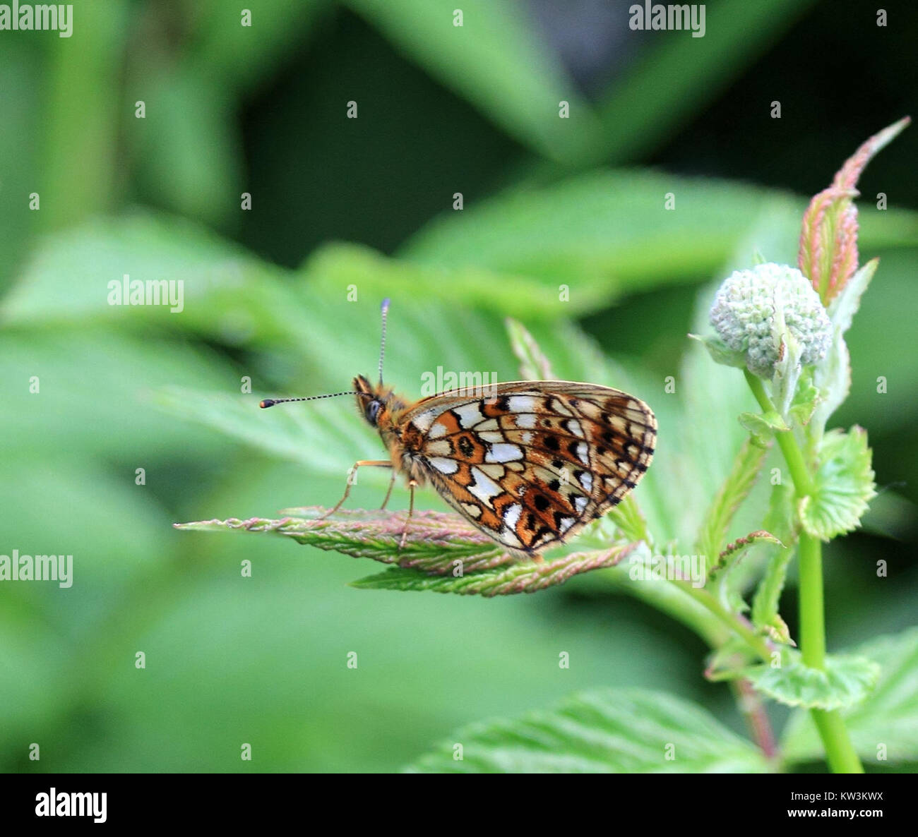 The Boloria selene, also known as the pearl-bordered fritillary, is a ...